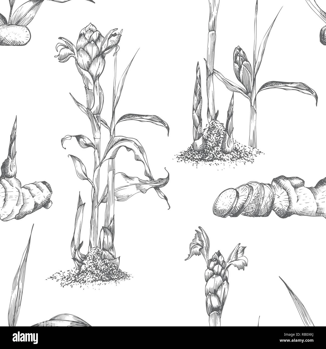 Seamless pattern hand drawn of Ginger roots, lives and flowers in black ...
