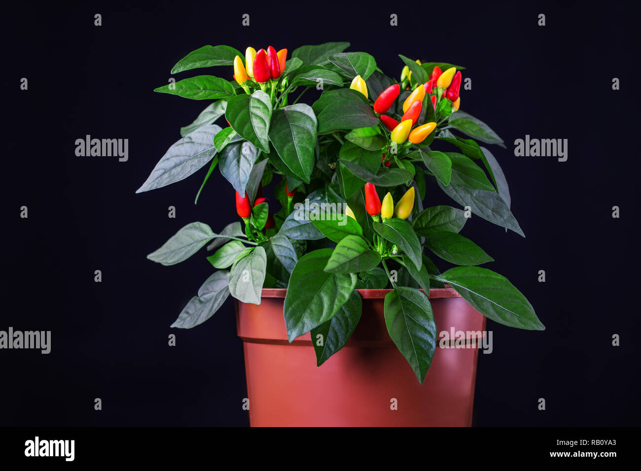 Chilli plant pot hi-res stock photography and images - Alamy