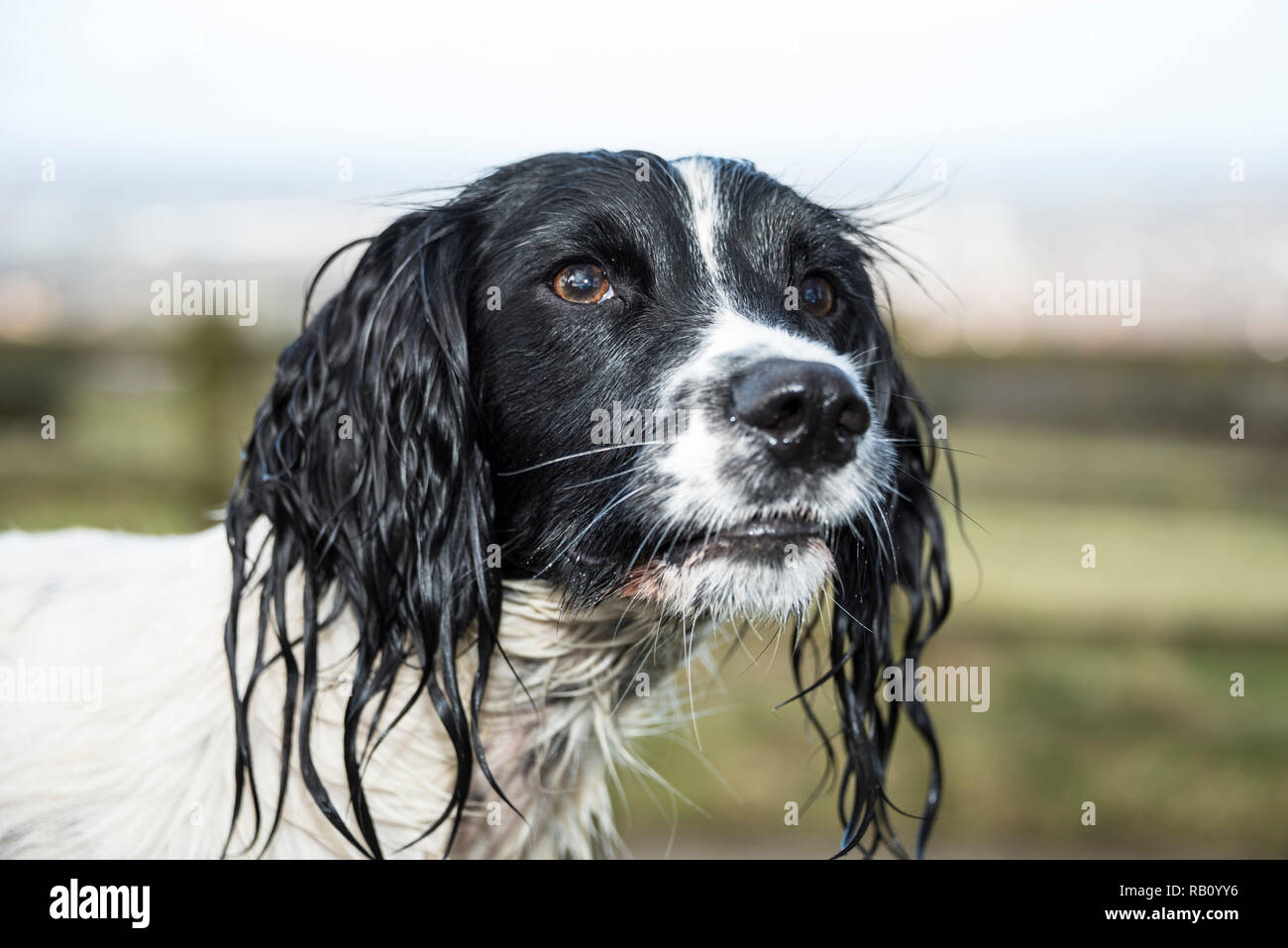 Springer spaniel photos hi-res stock photography and images - Alamy