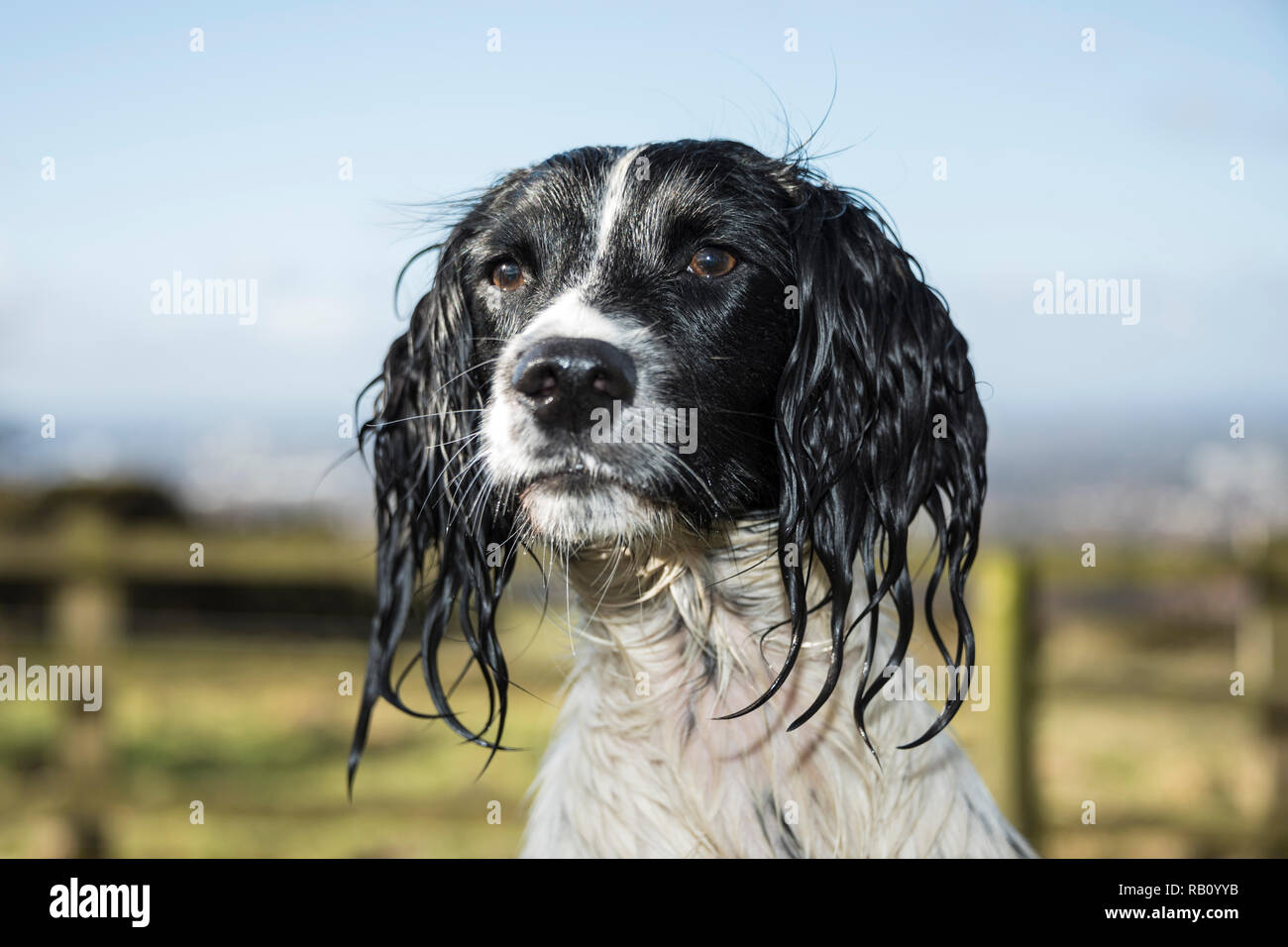 Springer spaniel photos hi-res stock photography and images - Alamy