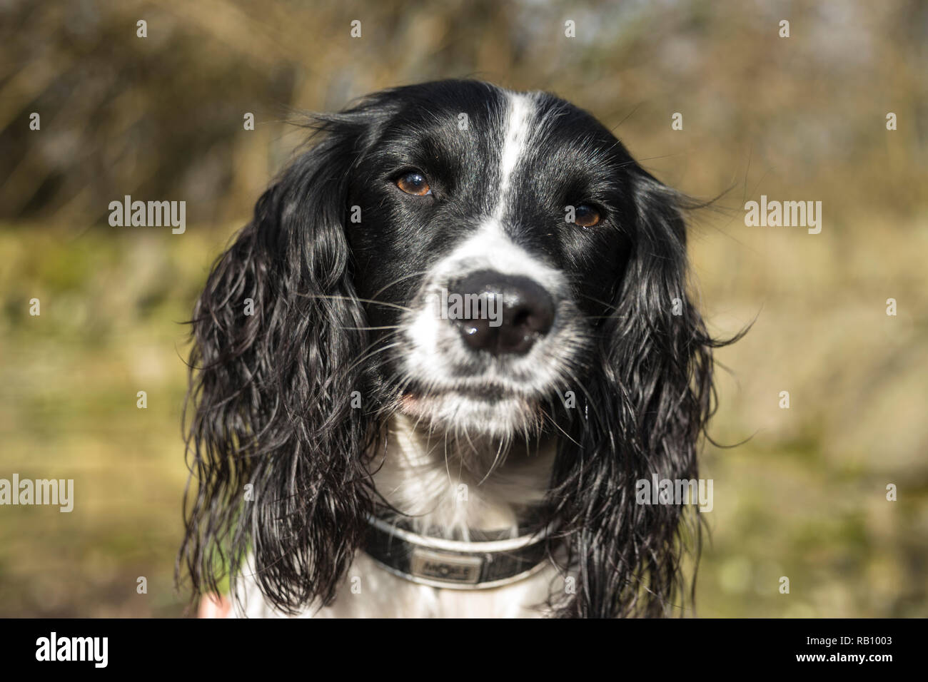 Posing springer spaniel hi-res stock photography and images - Alamy