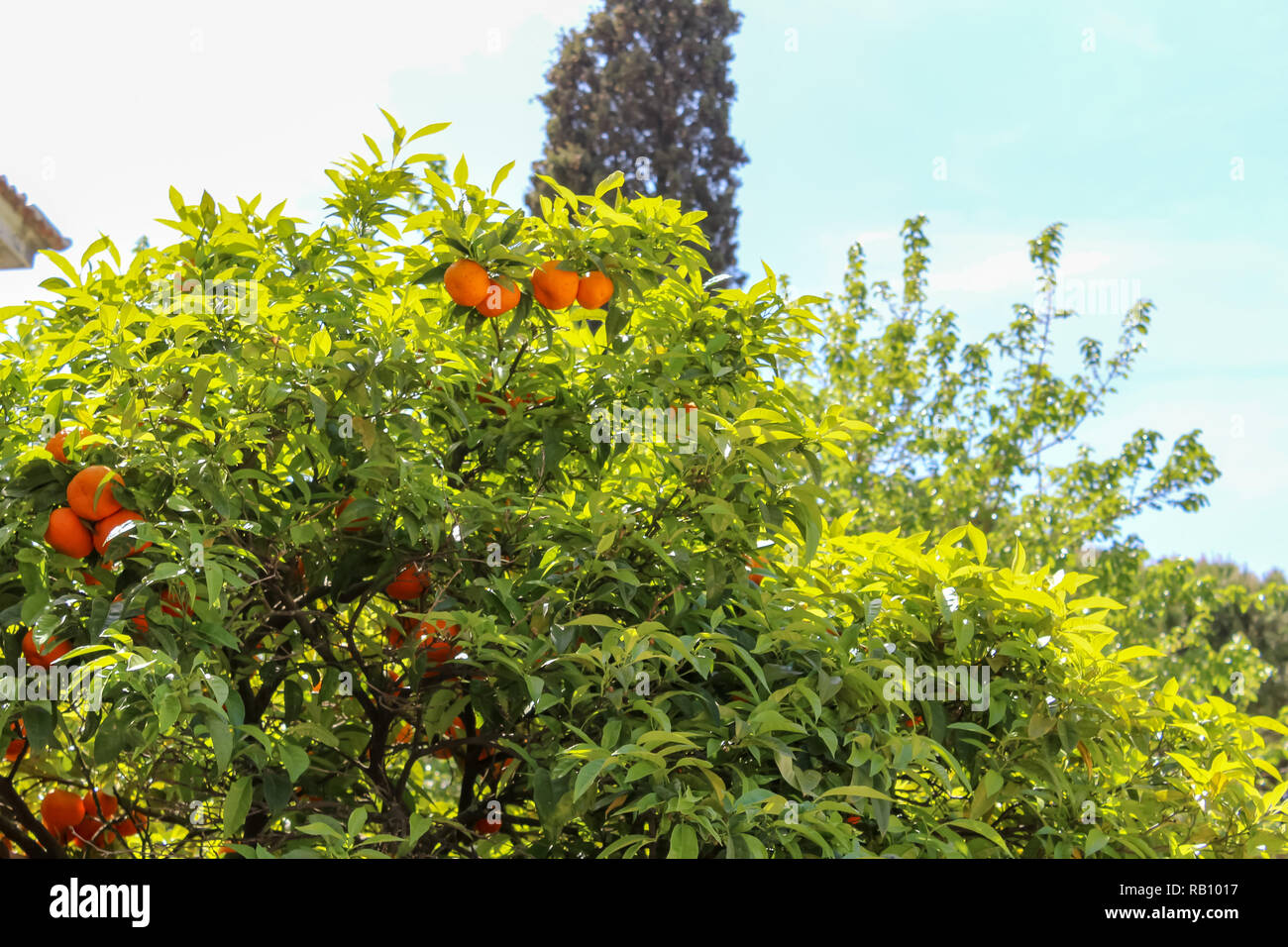 Orange Tree Flower High Resolution Stock Photography and Images - Alamy