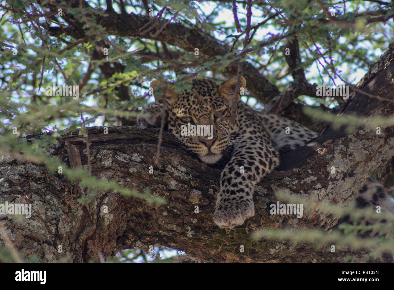 Leopard serengeti hi-res stock photography and images - Alamy