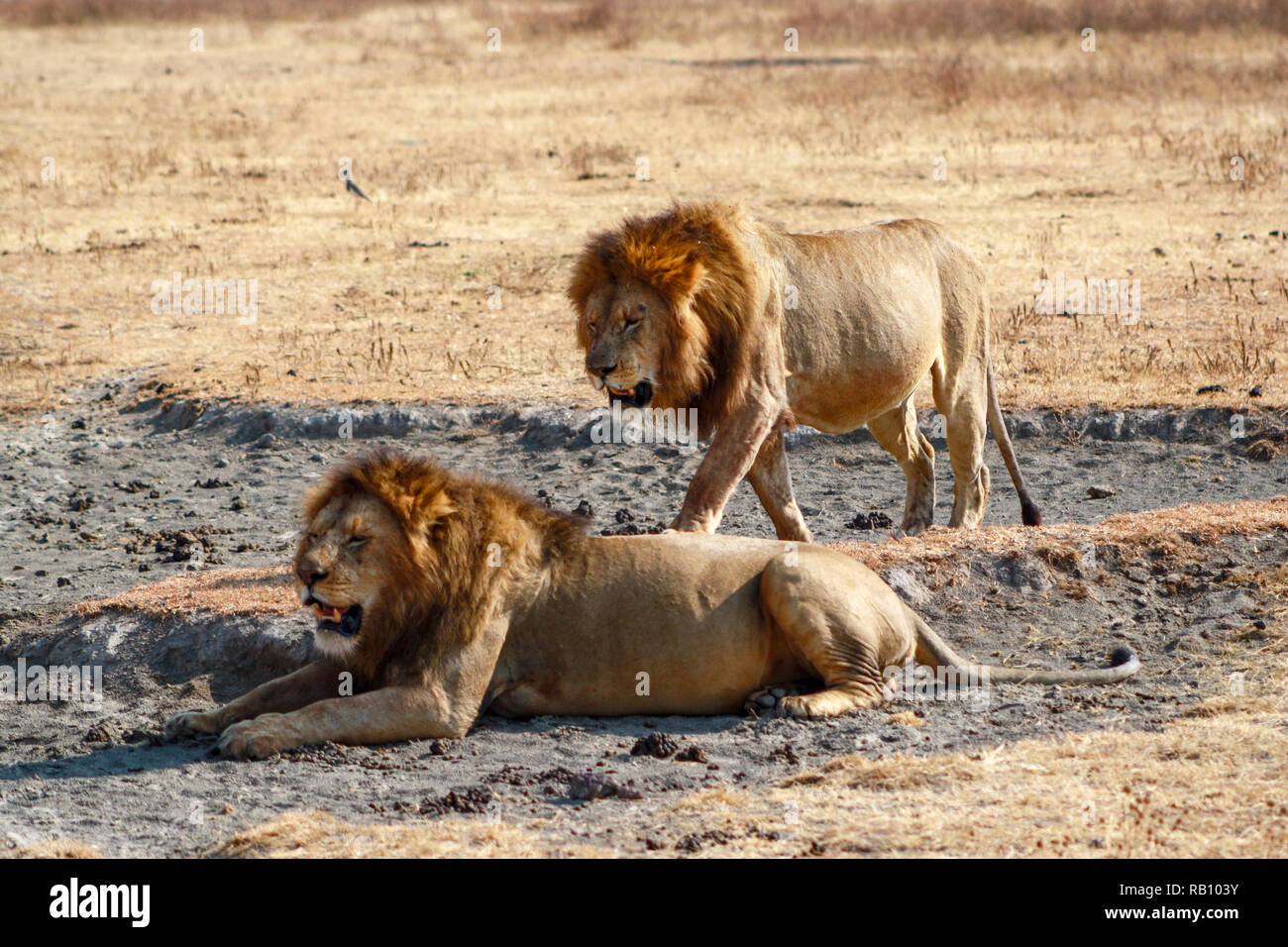 Lions in the Ngorongoro Crater Area Stock Photo - Alamy
