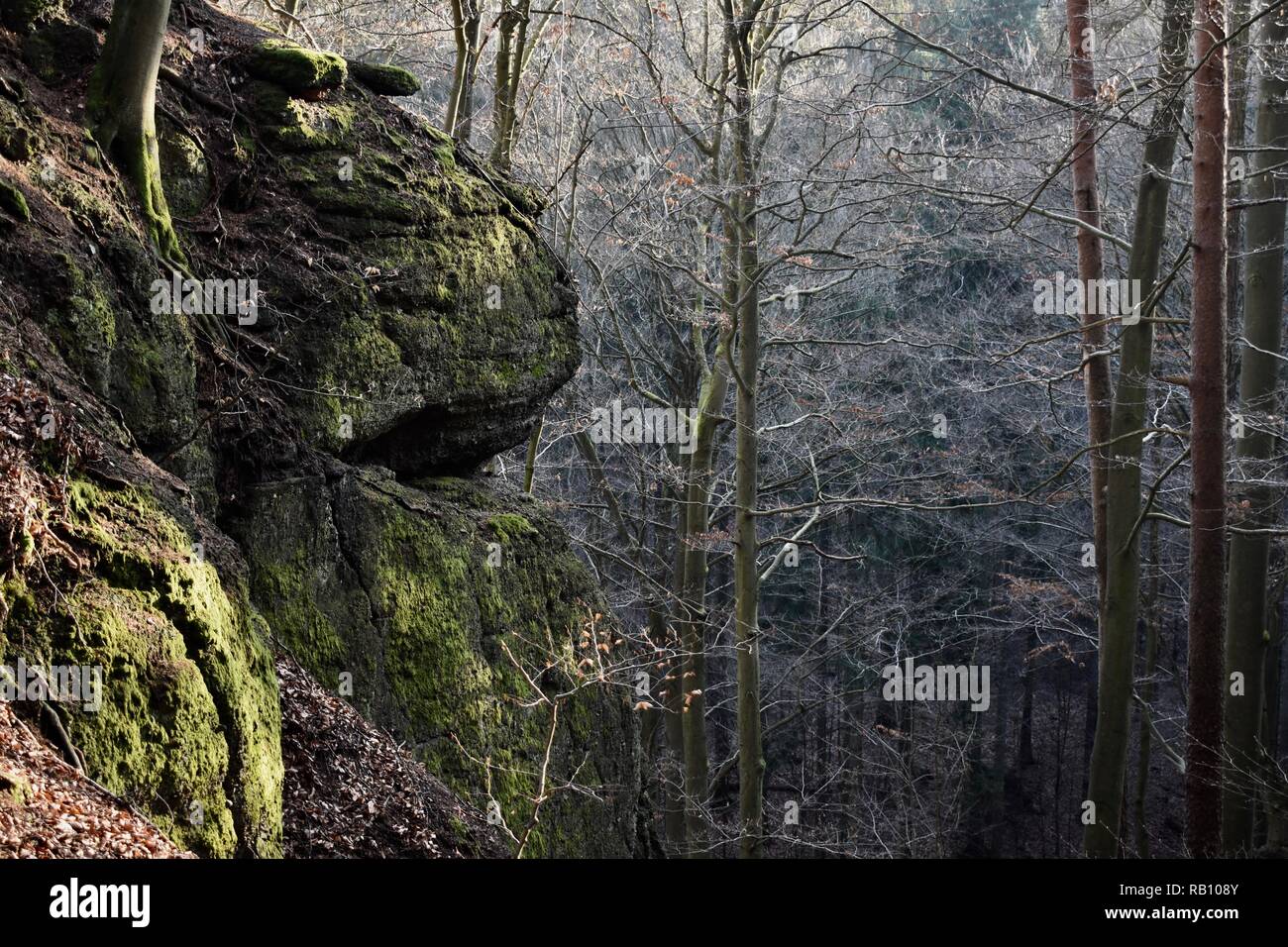 mossy cliff rocks and beech tree forest in the Thuringian Forest near ...