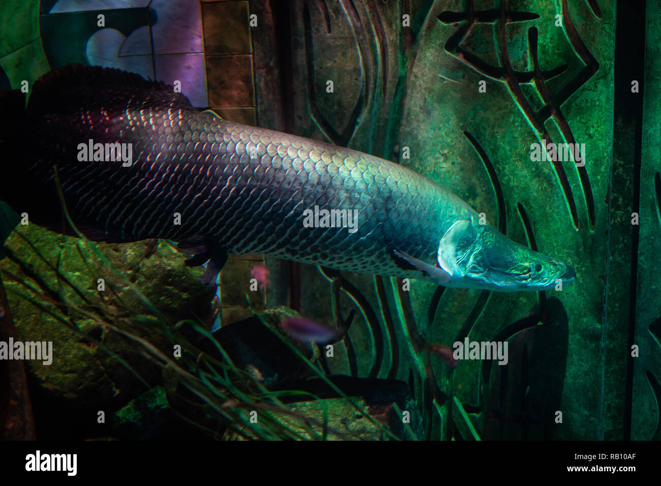 Arapaima gigas one of the largest fresh water fishes. Oceanarium Stock ...