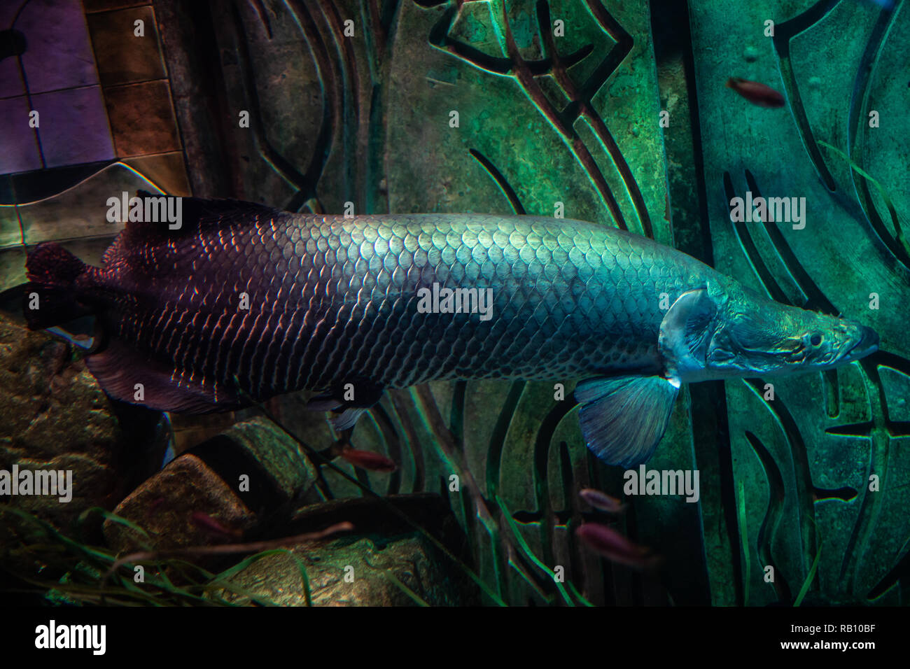 Arapaima arapaima gigas scales hi-res stock photography and images - Alamy