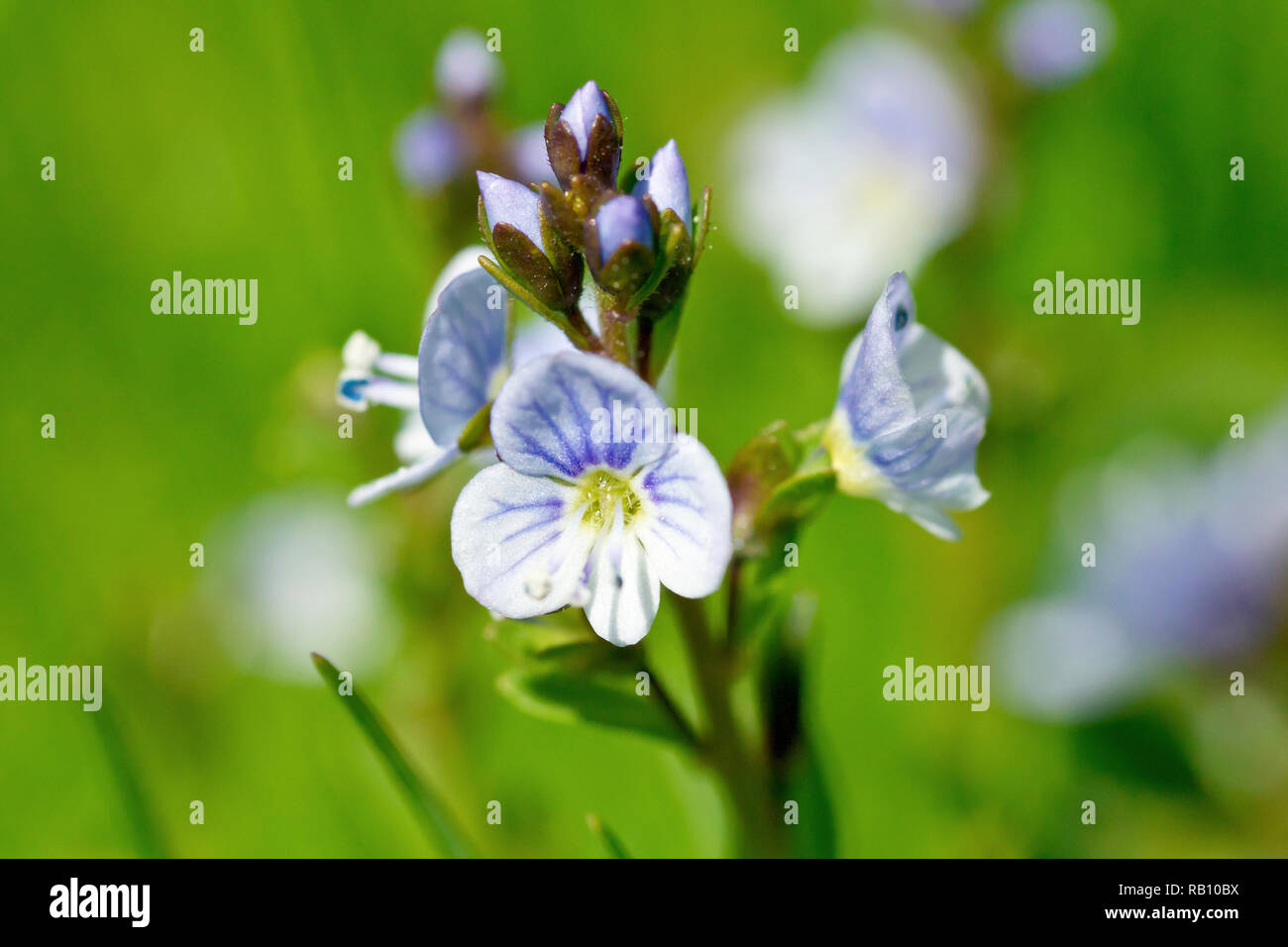 Tiny grass flowers hi-res stock photography and images - Alamy