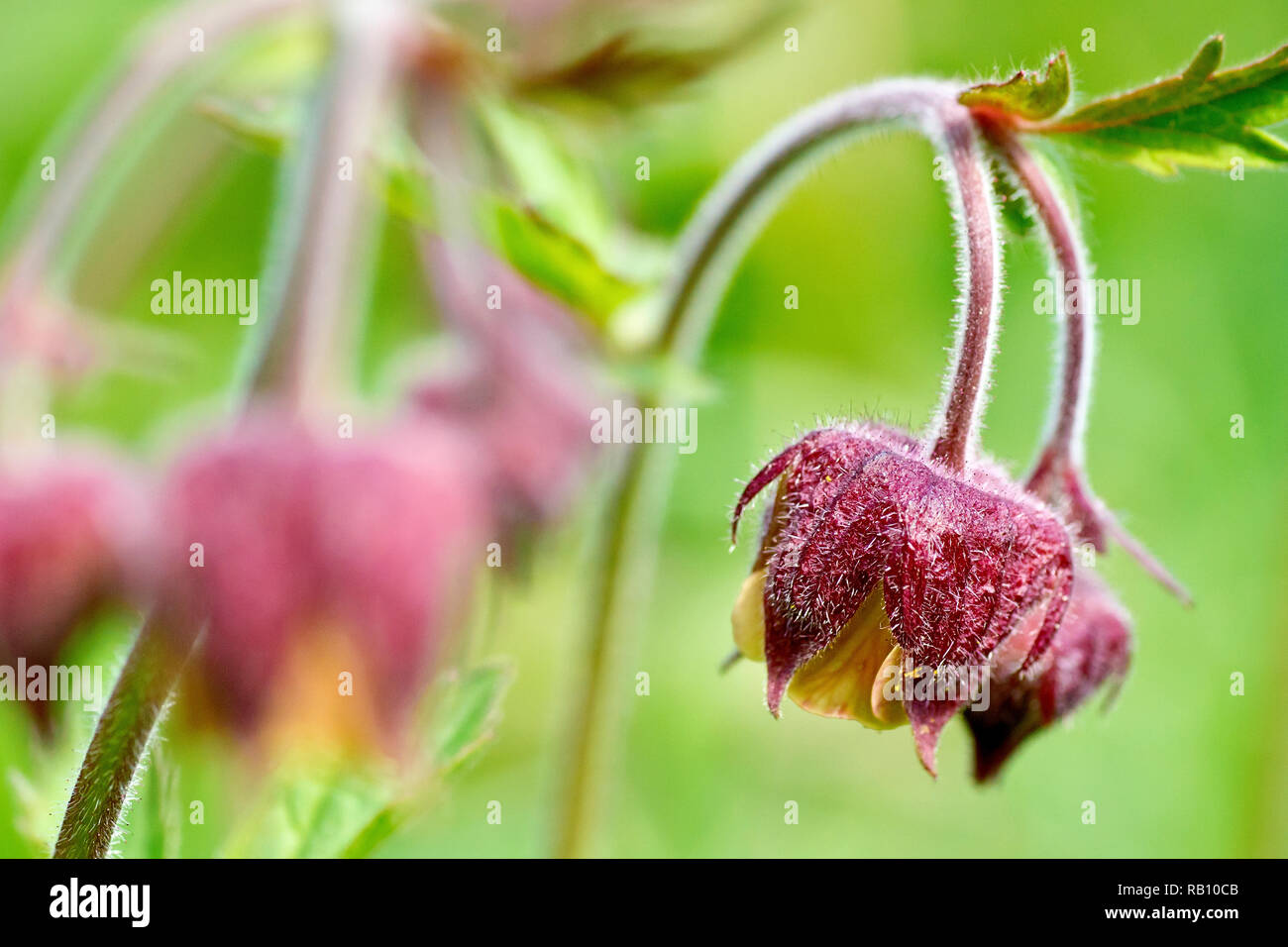 Water Avens (geum rivale), also known as Billy's Button, close up of ...