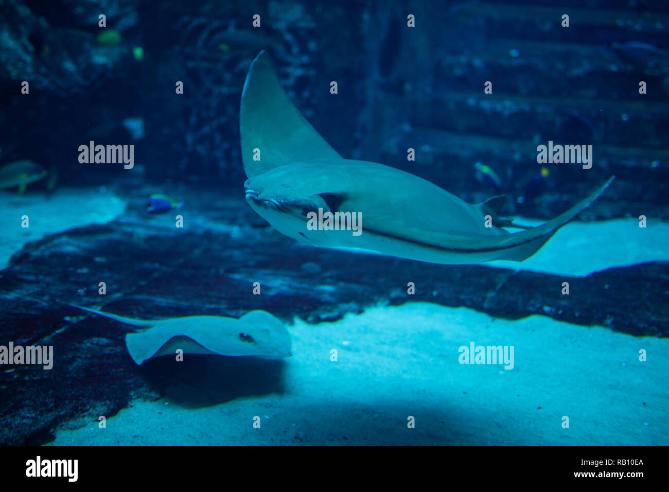 Flying mobula hi-res stock photography and images - Alamy