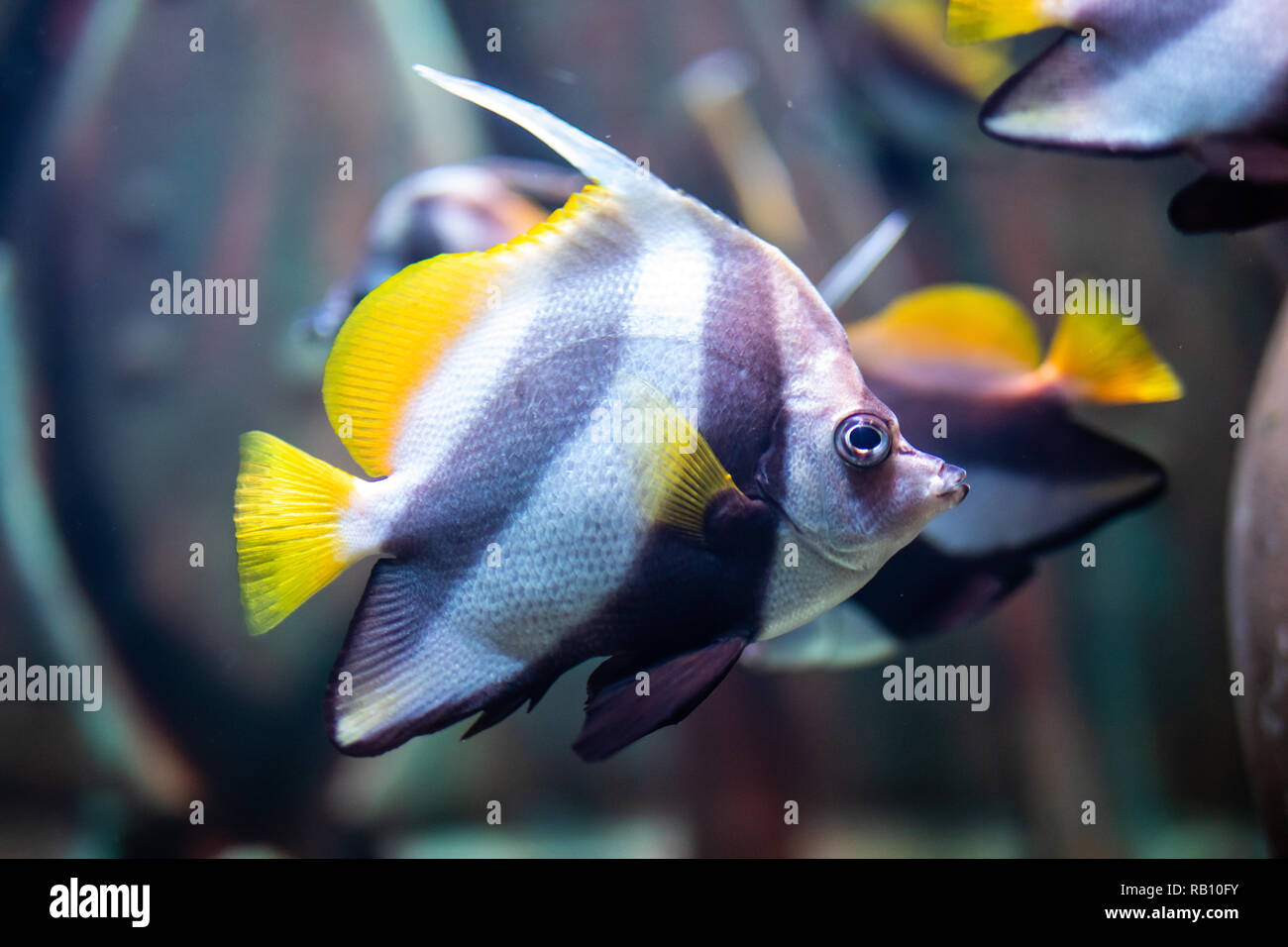 Beautiful and colorful Toxote fish in an aquarium Stock Photo - Alamy