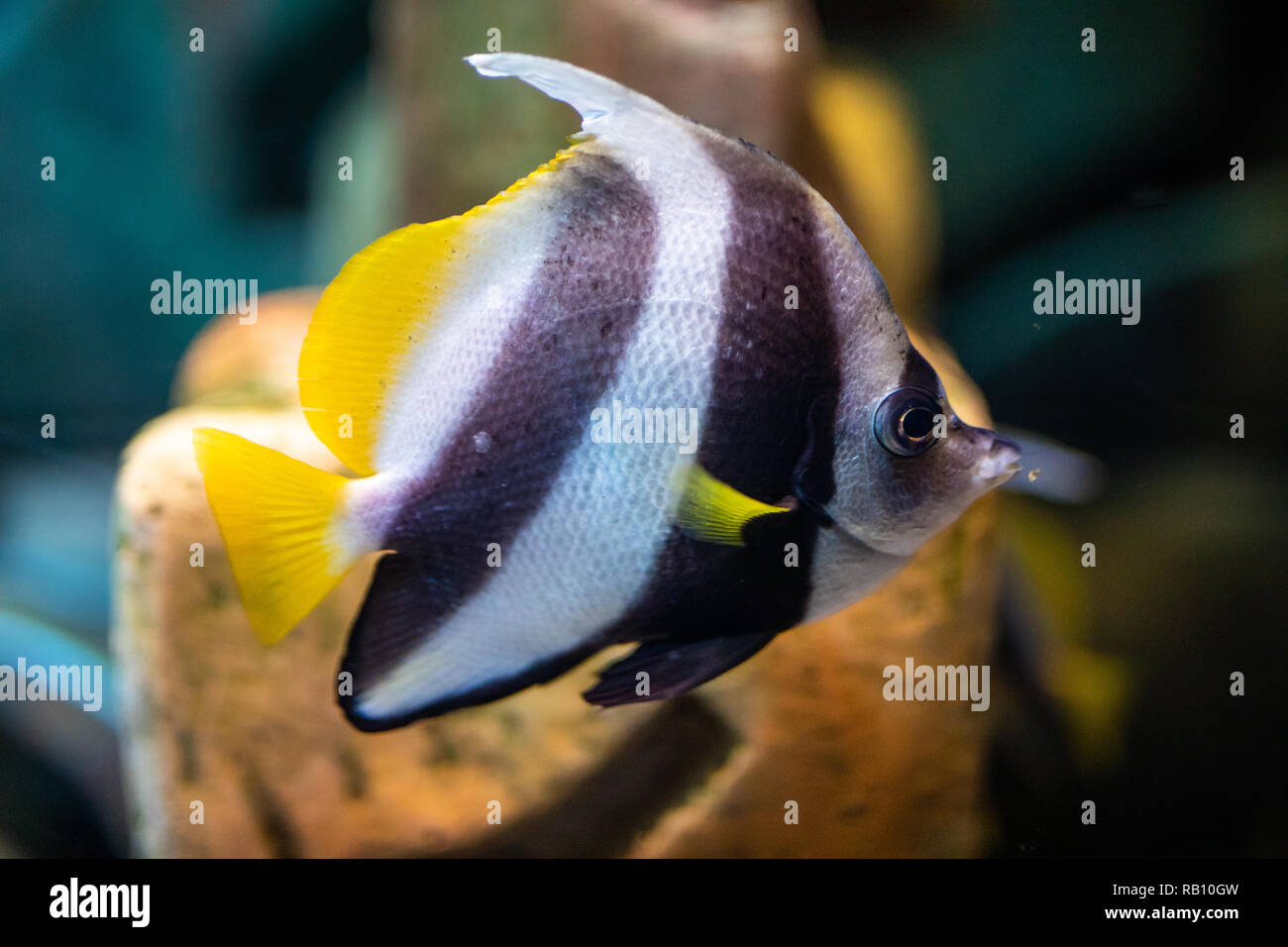 Beautiful and colorful Toxote fish in an aquarium Stock Photo - Alamy