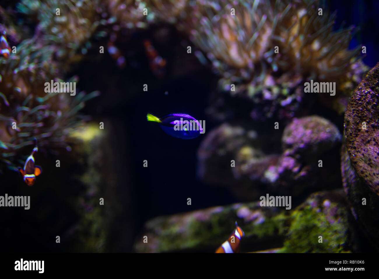 Fish violet surgeon reflection floating in aquarium Stock Photo - Alamy