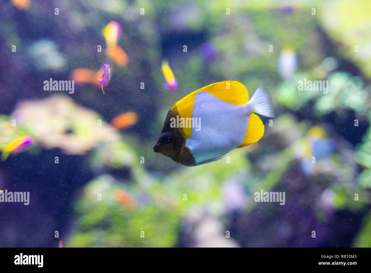 Fish surgeon reflection floating in the aquarium Stock Photo - Alamy