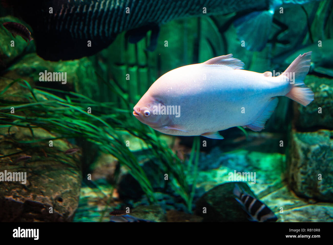 White color fish swim in the Oceanarium. Fish Stock Photo - Alamy