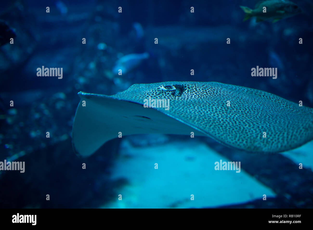 Soft fleshy underside of a ray swimming underwater Stock Photo - Alamy