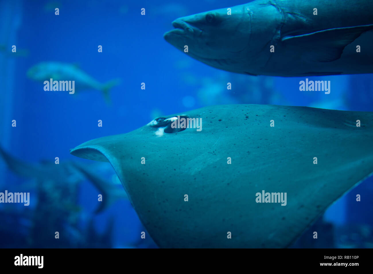 Soft fleshy underside of a ray swimming underwater Stock Photo - Alamy