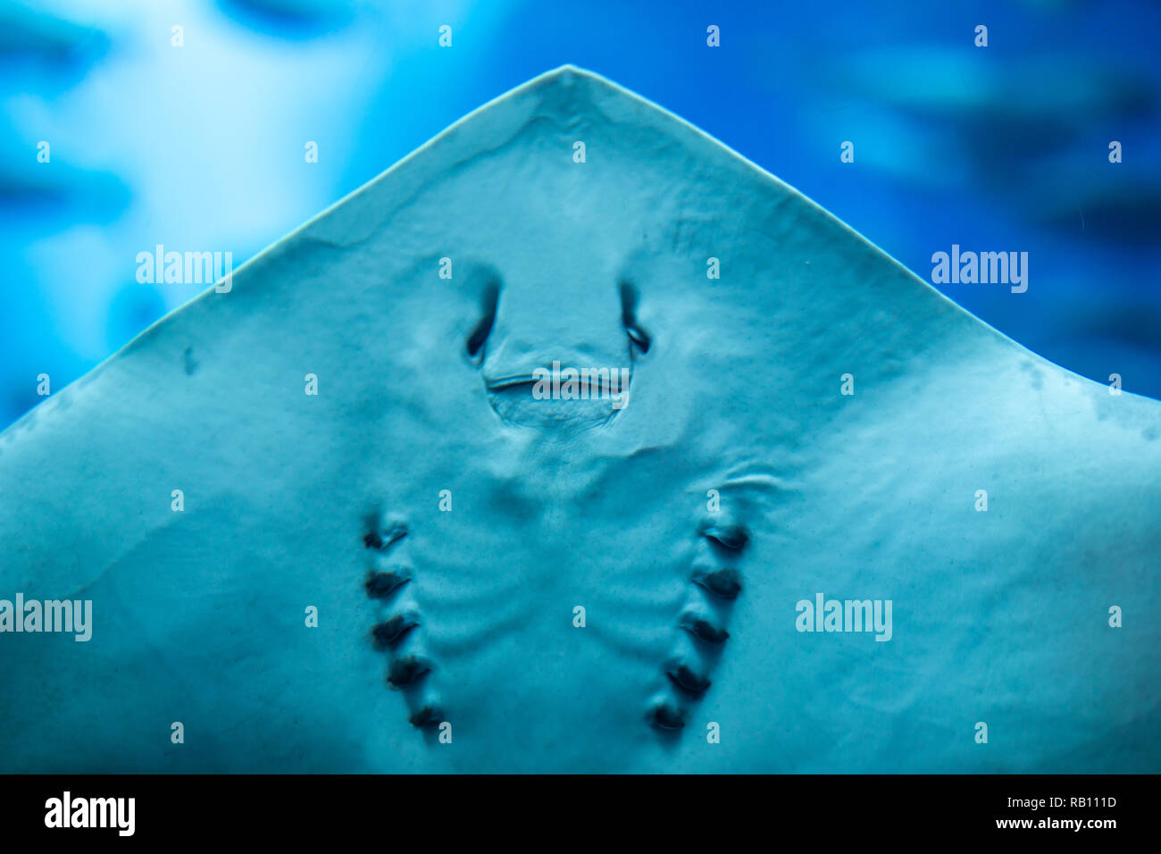 The underside of a manta ray hi-res stock photography and images - Alamy