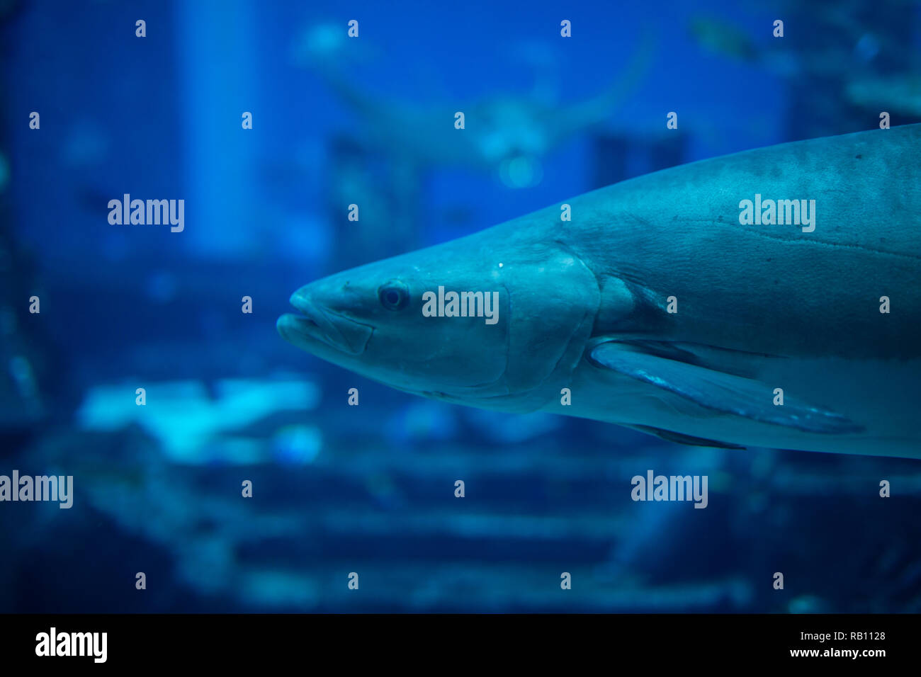 Soft fleshy underside of a ray swimming underwater Stock Photo - Alamy
