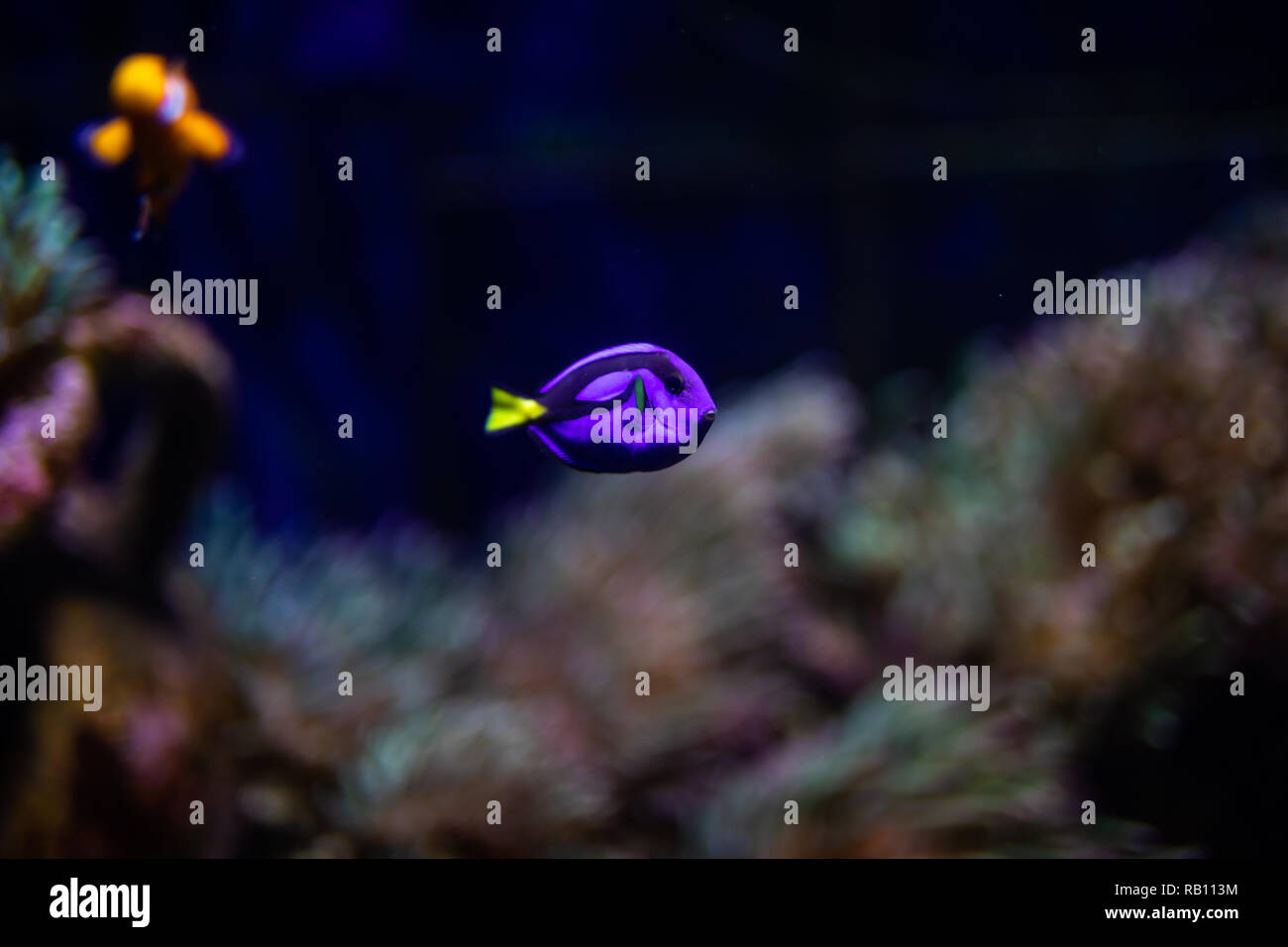 Fish violet surgeon reflection floating in aquarium Stock Photo - Alamy