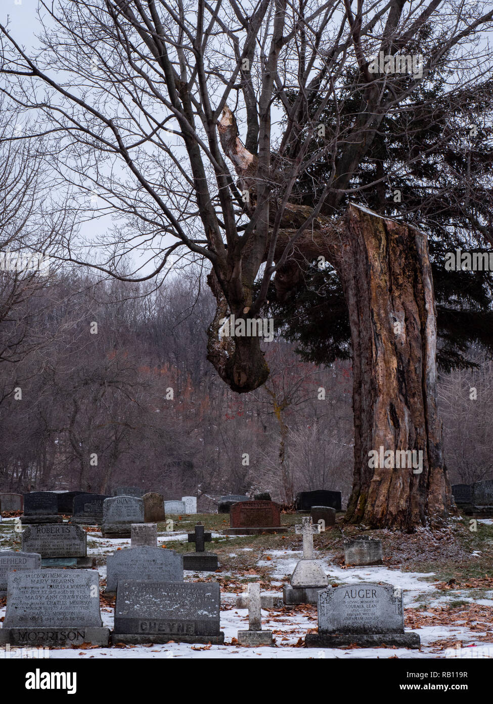 The twisted tree Stock Photo - Alamy