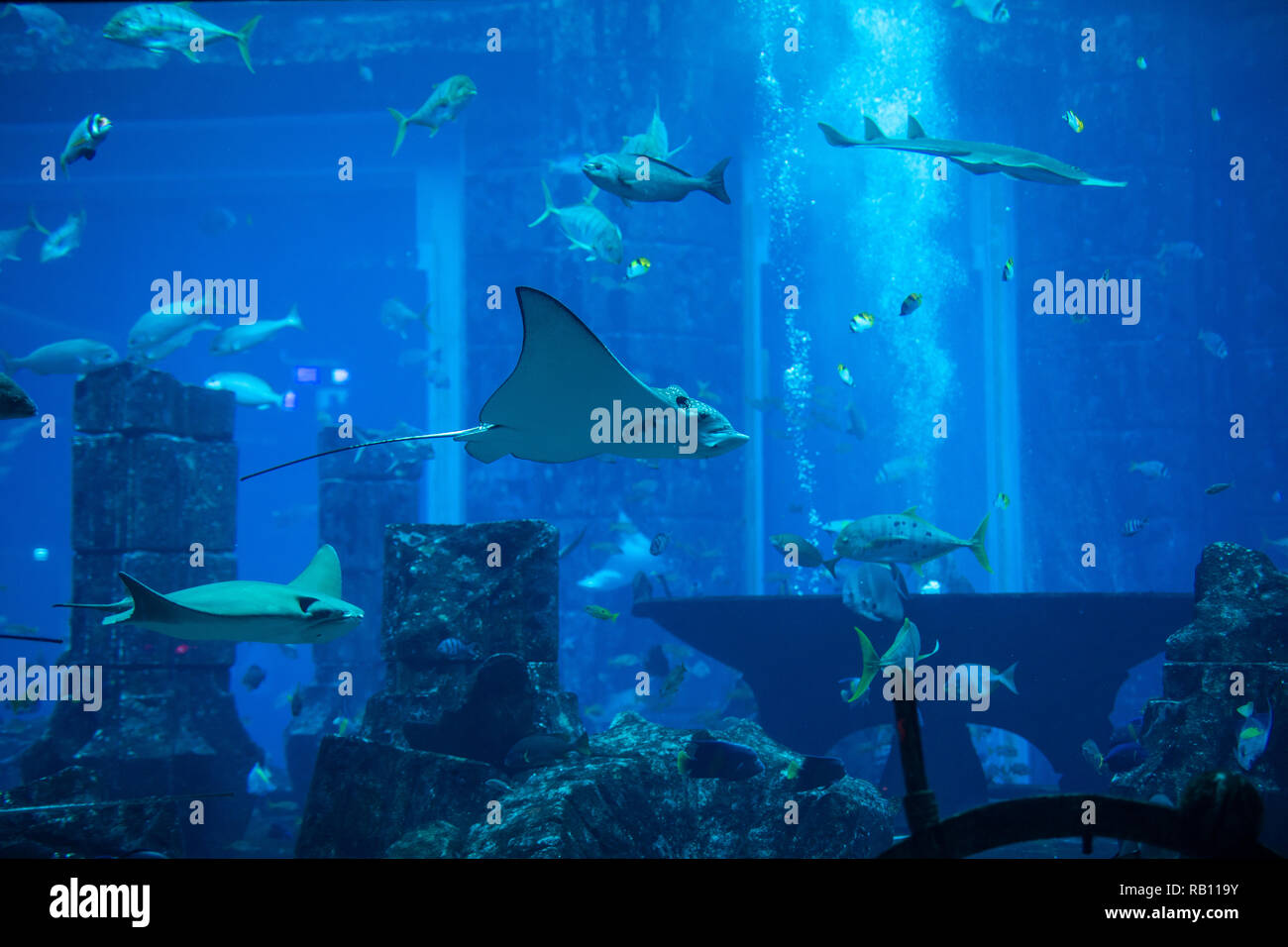 Undersea marine life. Prospective view of a large Manta Ray swimming ...