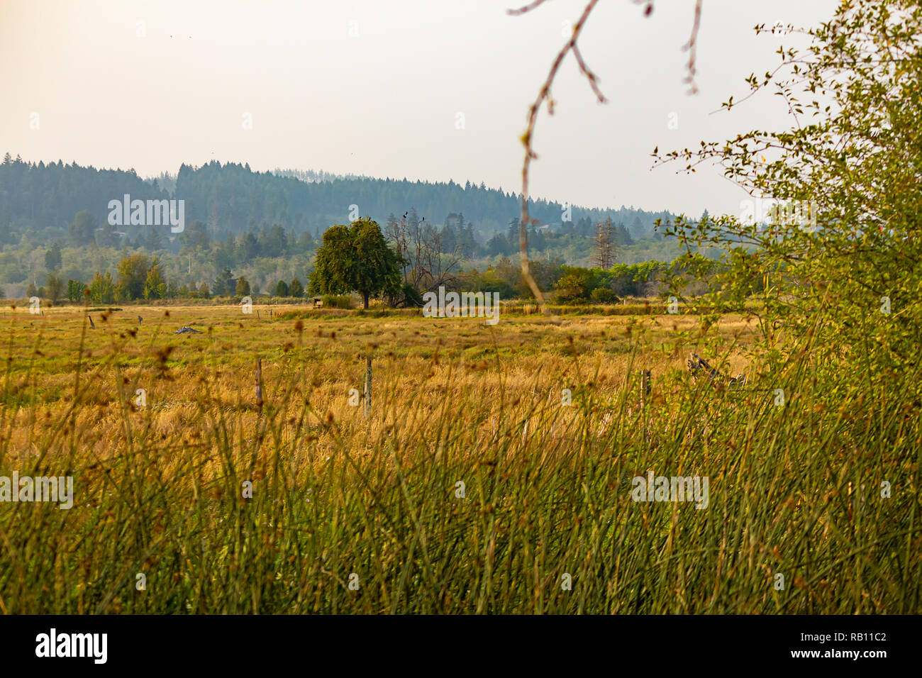 apple tree with crows sitting on it at the end of large summer field ...