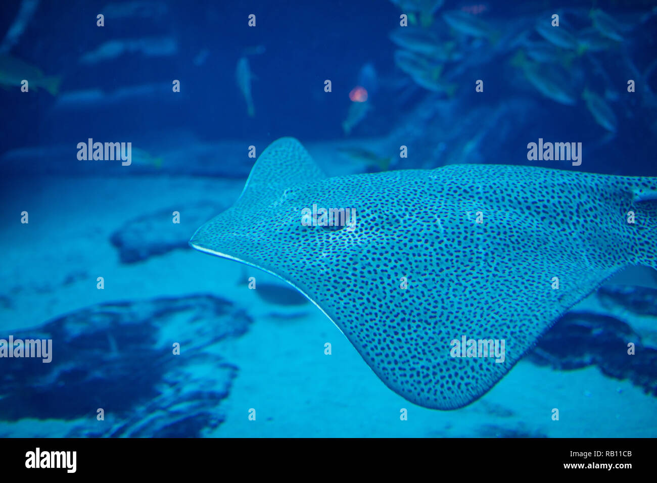 Marbled electric ray underwater in Oceanarium Stock Photo - Alamy