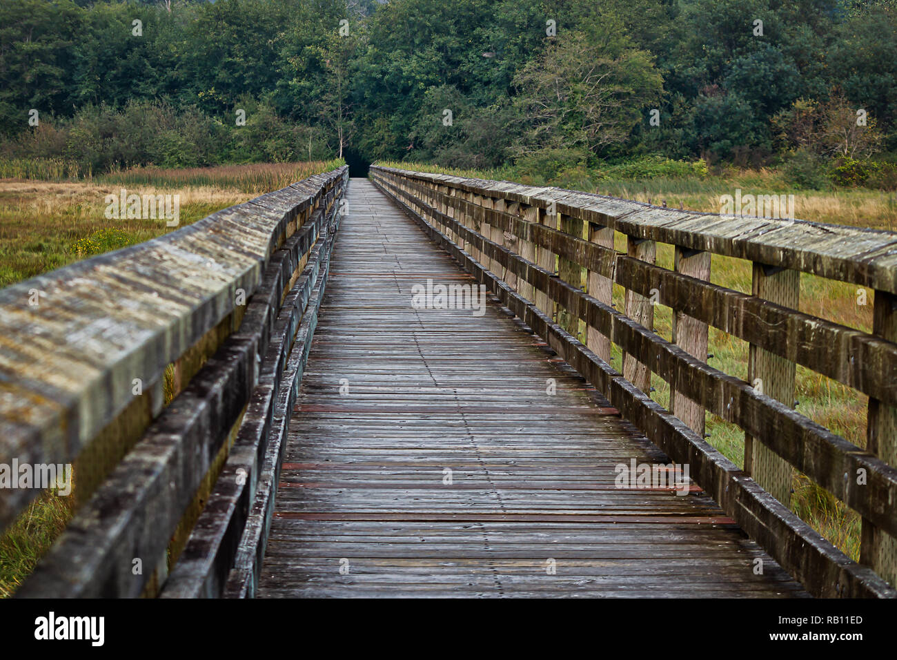 View wooden boardwalk trees hi-res stock photography and images - Alamy