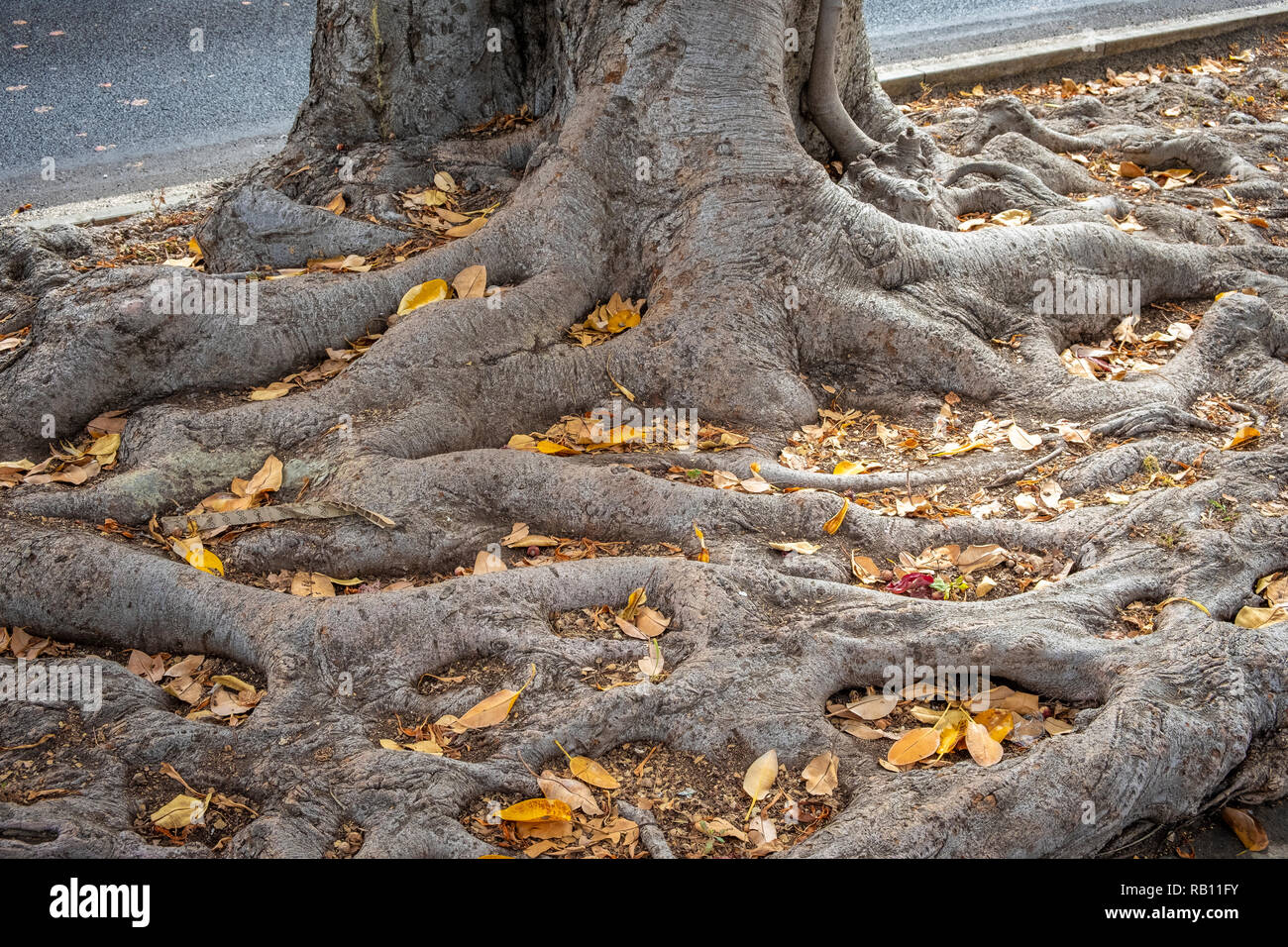 Baumwurzeln hi-res stock photography and images - Alamy