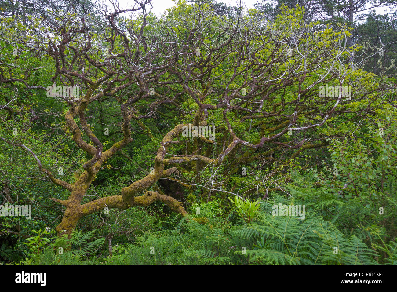 Baum in einem Nationalpark, Irland Stock Photo - Alamy