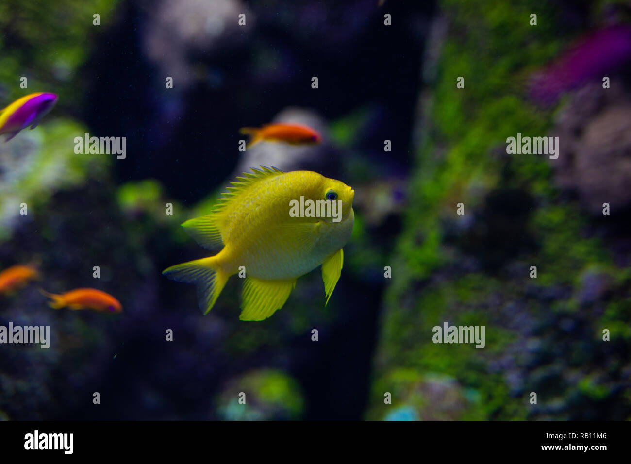 Fish surgeon reflection floating in the aquarium Stock Photo - Alamy
