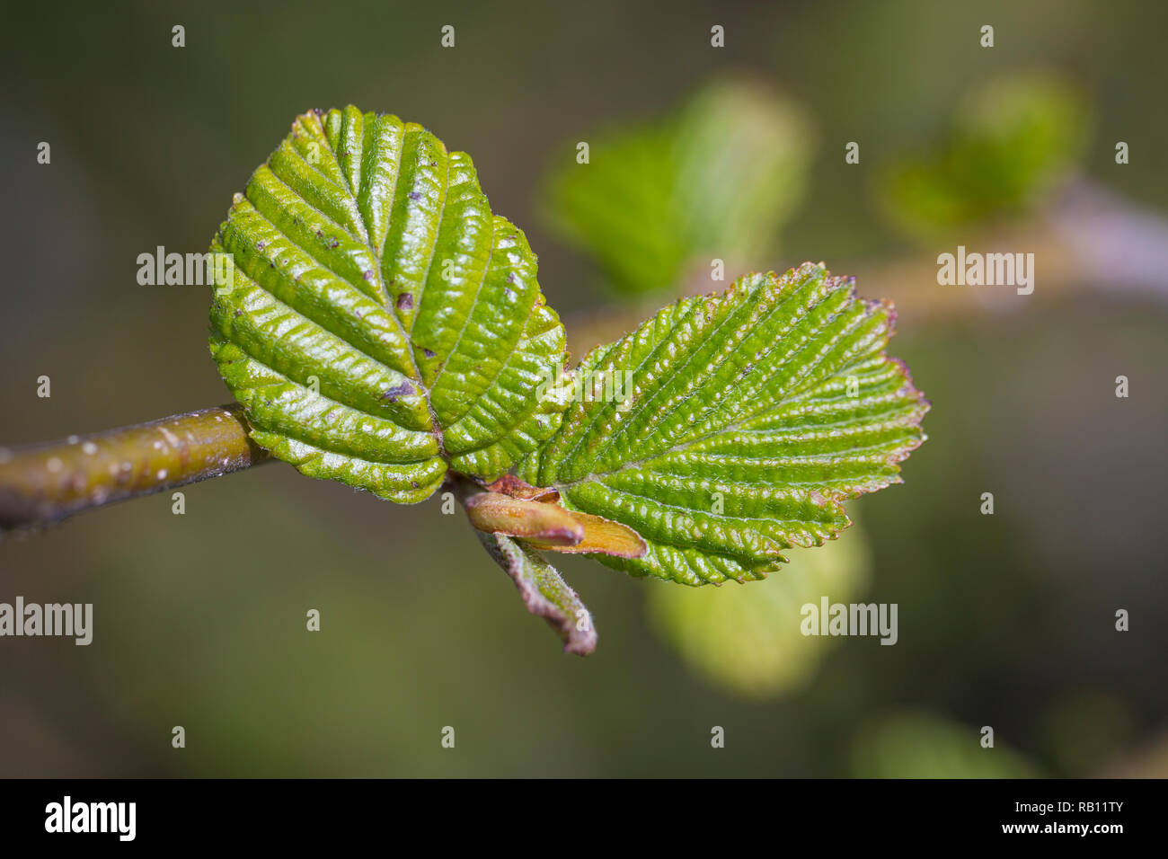Zweige im Wald Stock Photo - Alamy