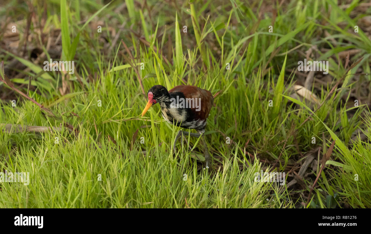 Jacana photo hi-res stock photography and images - Alamy