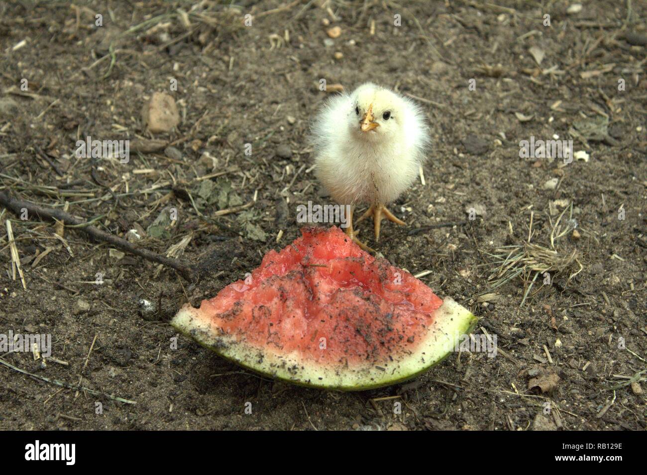 Young chick chicken eating hi-res stock photography and images - Alamy