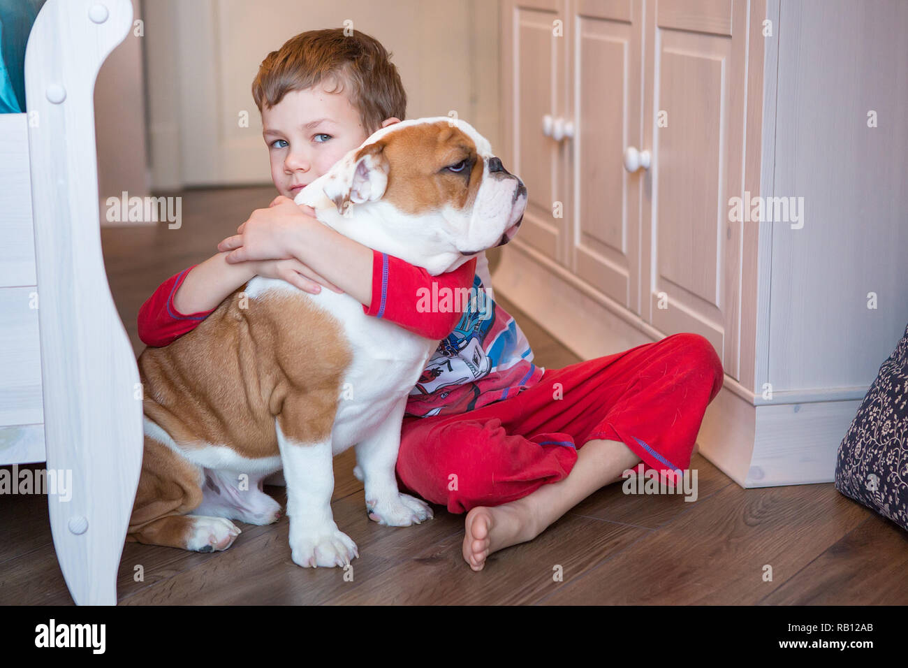English bulldog in stylish home enjoying life Stock Photo - Alamy
