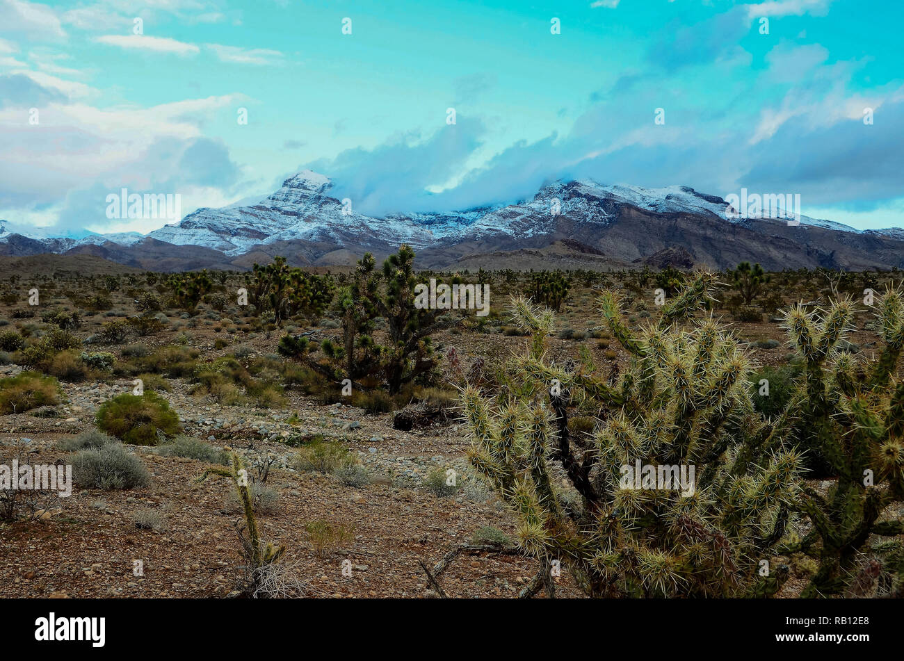 Joshua Trees and Beaver Dam Mountains in the Joshua Tree Scenic Byway ...