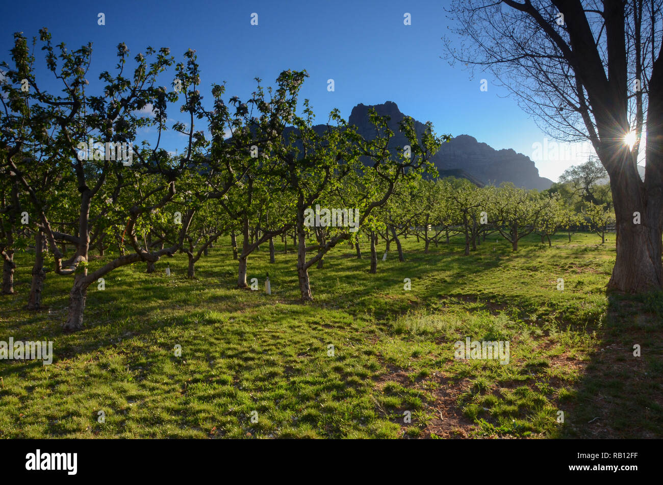 Sunlit orchard hi-res stock photography and images - Alamy