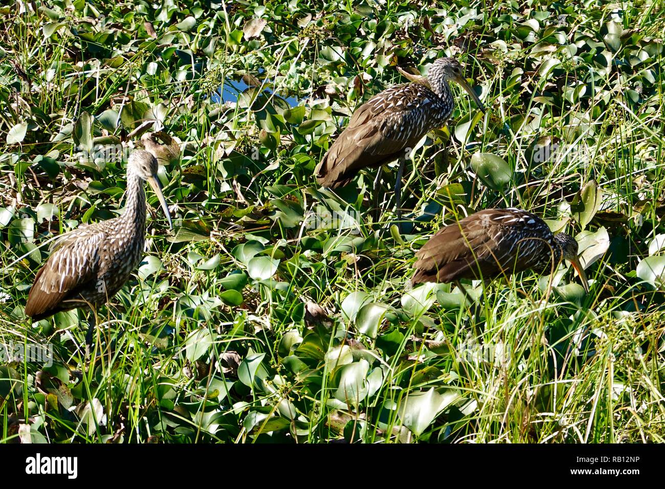 Flock of adolescent Limpkin birds (Aramus guarauna) foraging in the ...