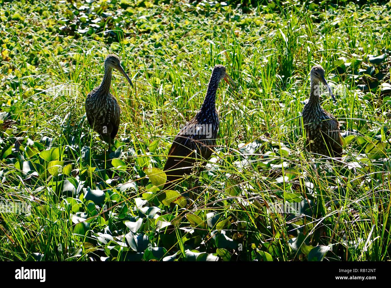 Flock of (back lit) adolescent Limpkin birds (Aramus guarauna) foraging ...