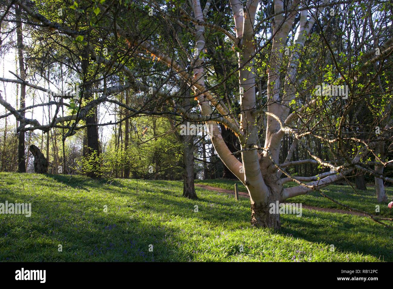 Large birch trees hi-res stock photography and images - Alamy