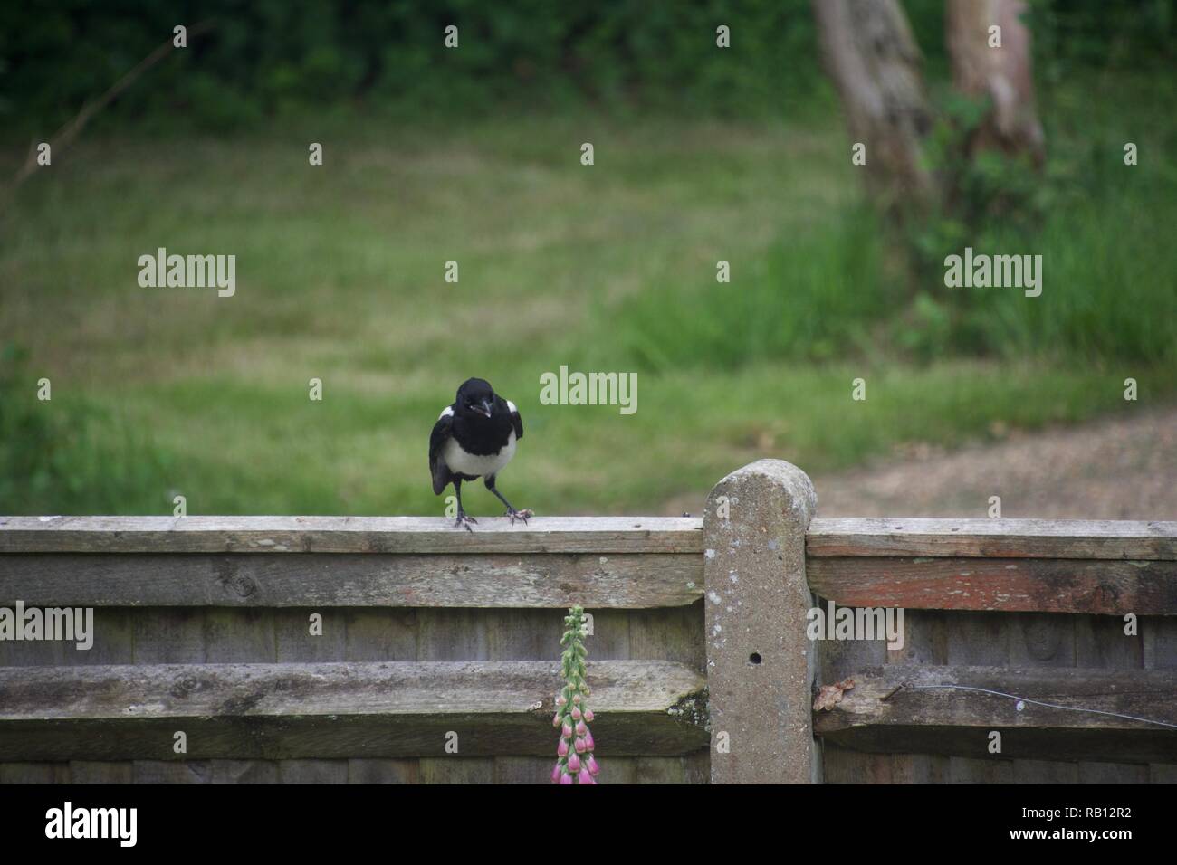 Magpie Lane High Resolution Stock Photography and Images - Alamy