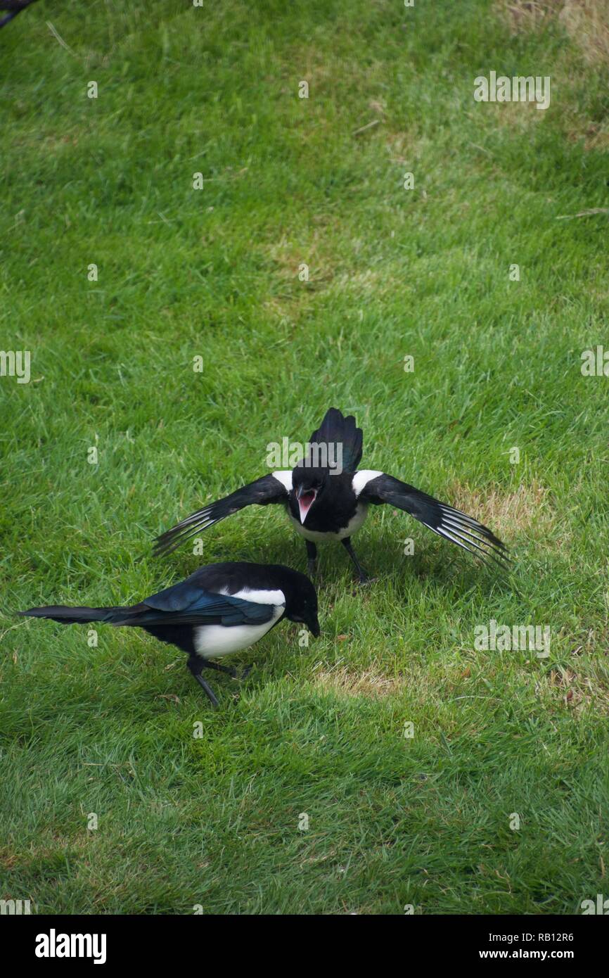Young bird flapping wings hi-res stock photography and images - Alamy