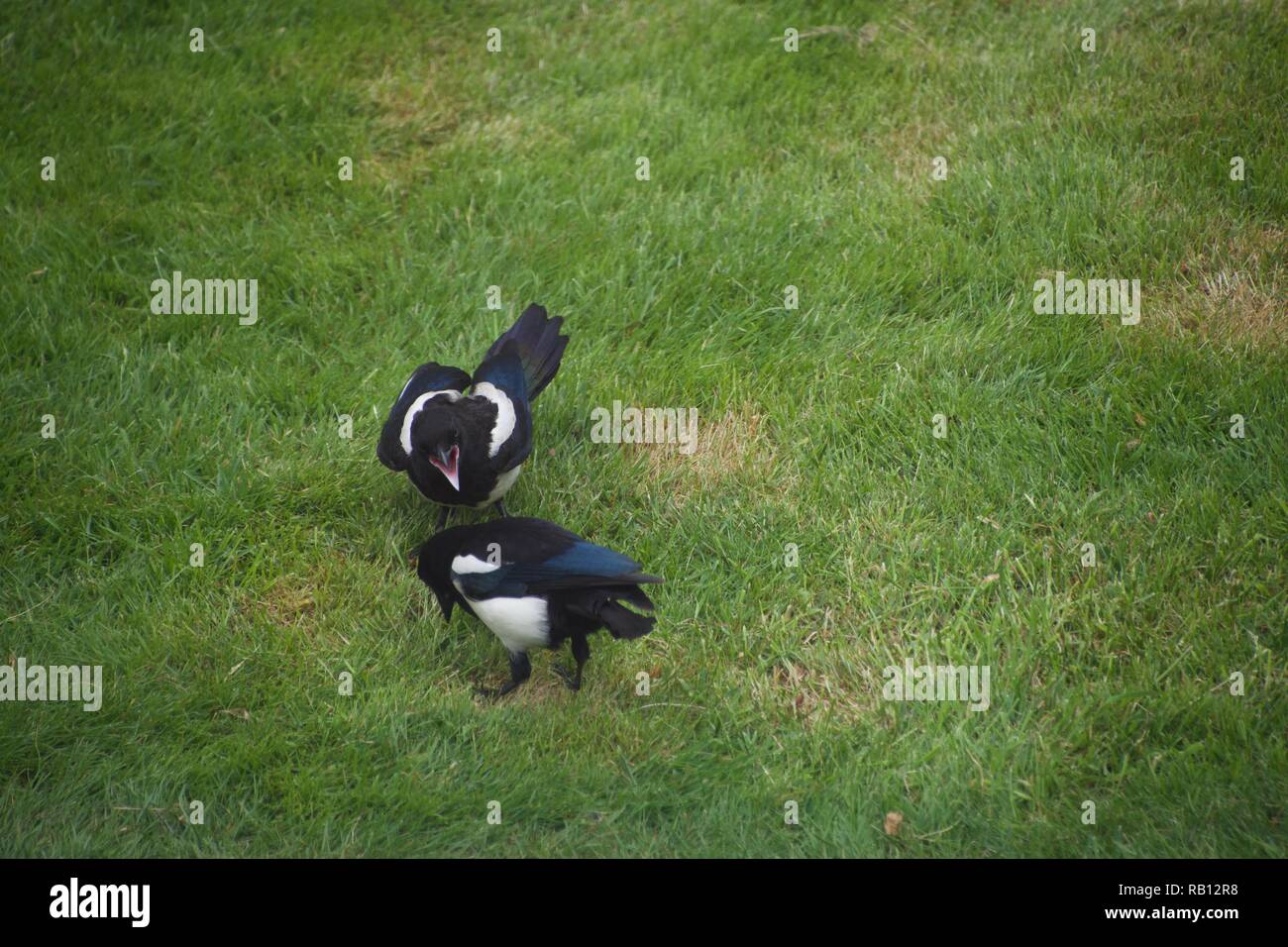 A juvenile magpie and its parent on a lawn. The parent is looking for ...