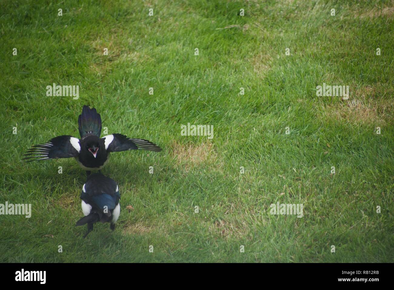 A juvenile magpie and its parent on a lawn. The parent is looking for ...