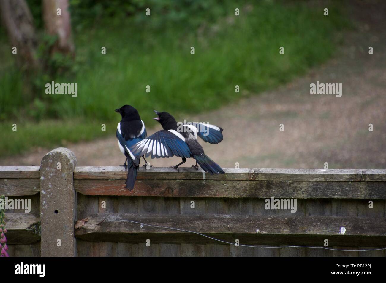 Magpie lane hi-res stock photography and images - Alamy