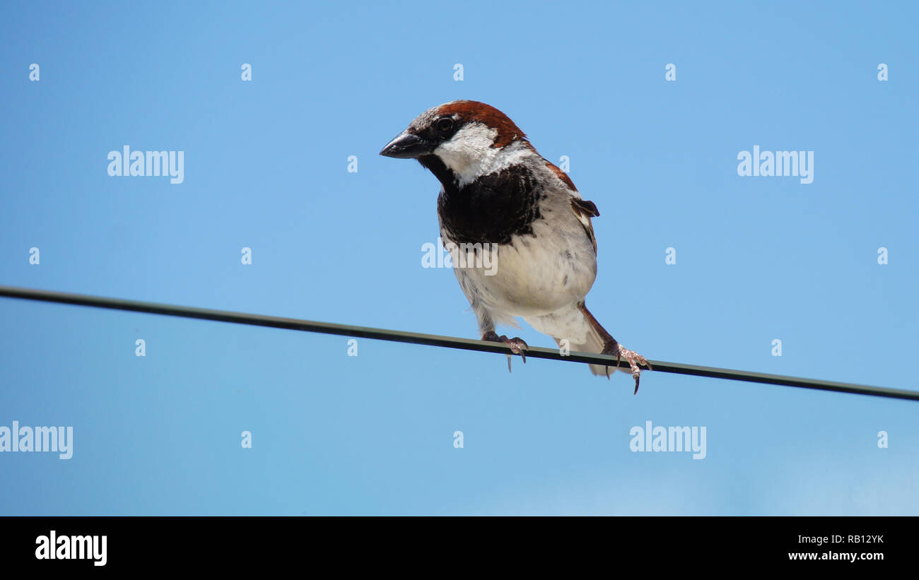 Bird nose hi-res stock photography and images - Alamy