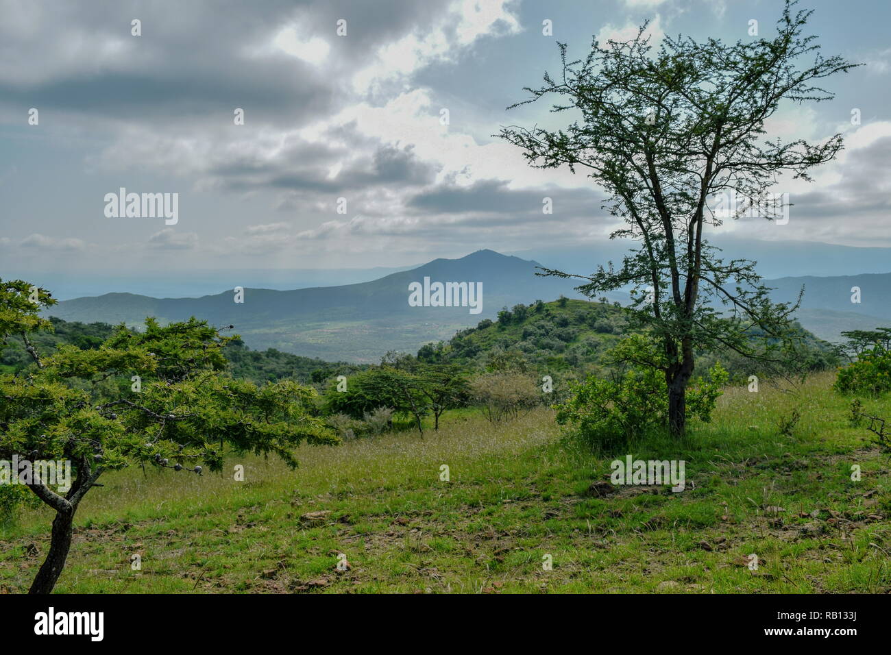 Acacia tree against a mountain background, Oloroka Mountain Range, Rift ...