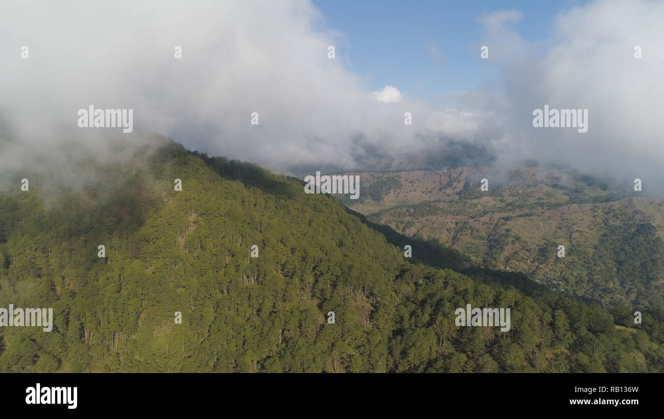 Aerial view of mountains covered forest, trees in clouds and fog ...