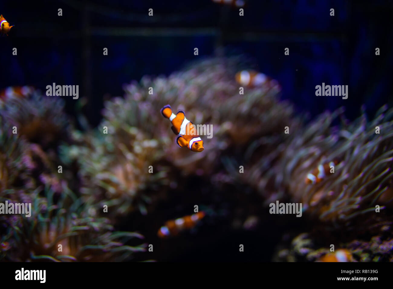 Orange clown fish with corals on aquarium in oceanarium Stock Photo - Alamy
